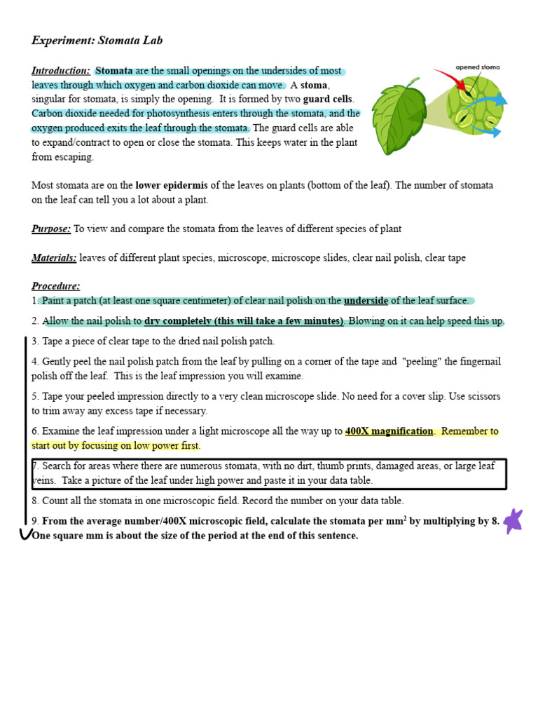 Stomata Lab 2023 | Download Free PDF | Stoma | Leaf
