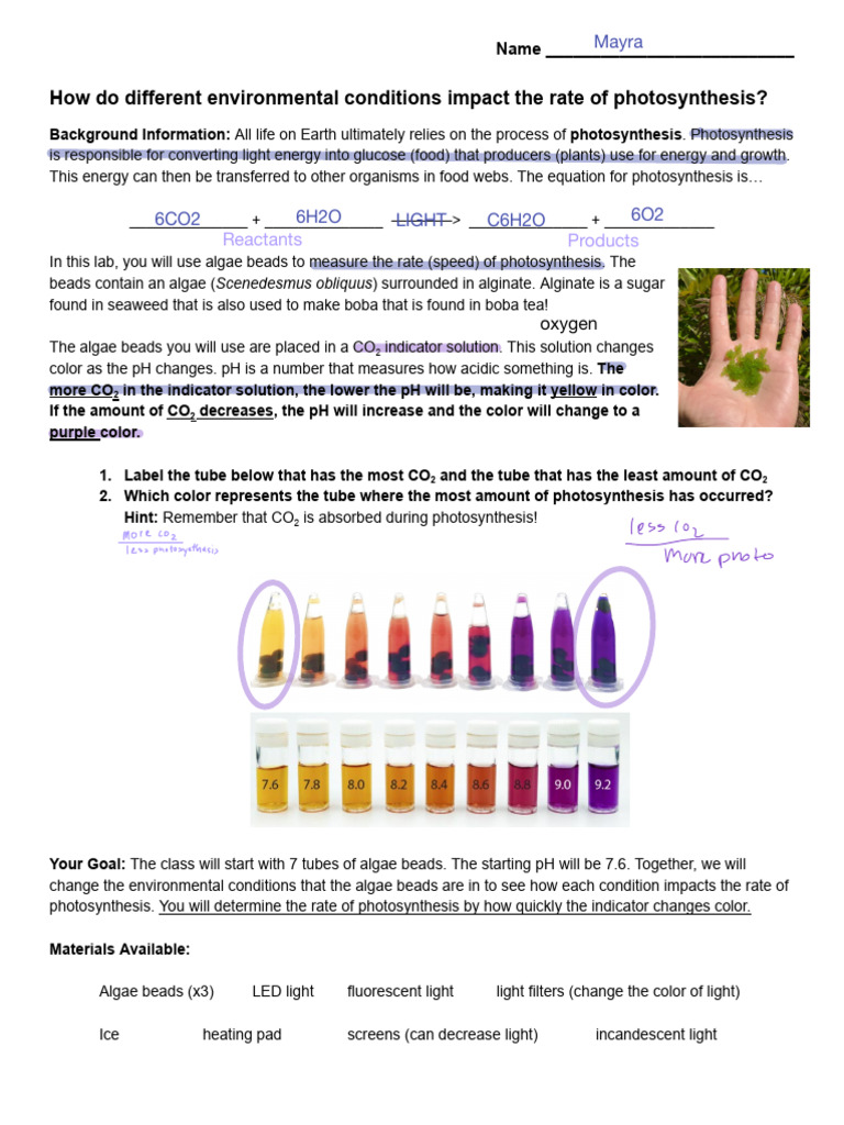 Algae Bead Lab 2023 | PDF | Photosynthesis | Carbon Dioxide