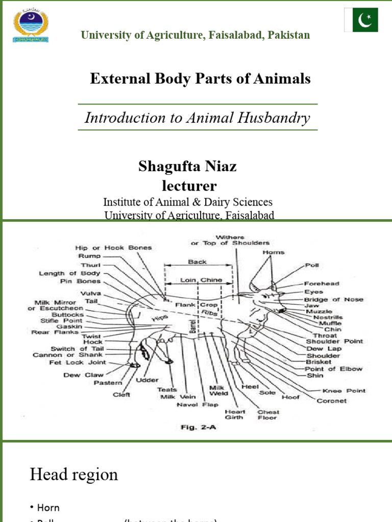 1-Animal external body parts | PDF