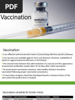 Layers Vaccination Schedule | PDF | Health Care | Diseases And Disorders