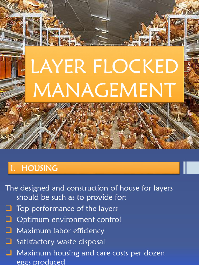 2.4 Layer Flock Management | PDF | Chicken | Poultry Farming