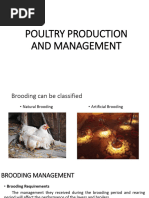 Classification of Poultry | PDF | Chicken | Birds