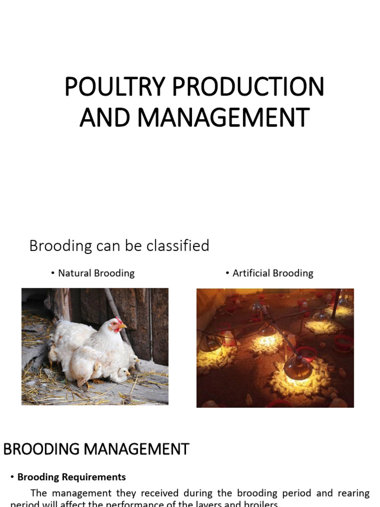 Brooding Management in Poultry Production | PDF | Chicken | Poultry Farming