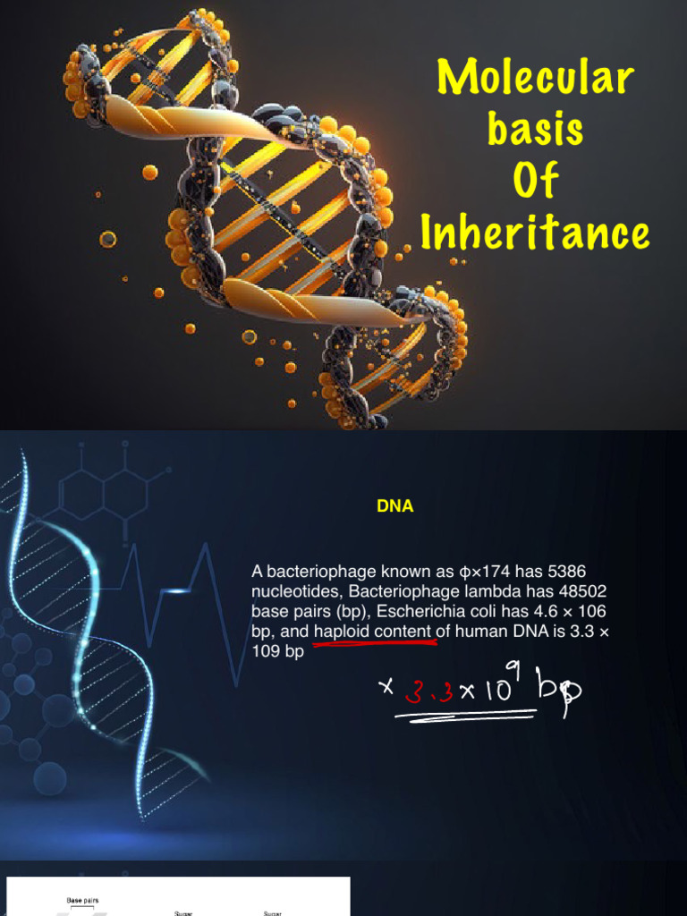 Molecular Basis of Inheritance | PDF | Genetic Code | Dna