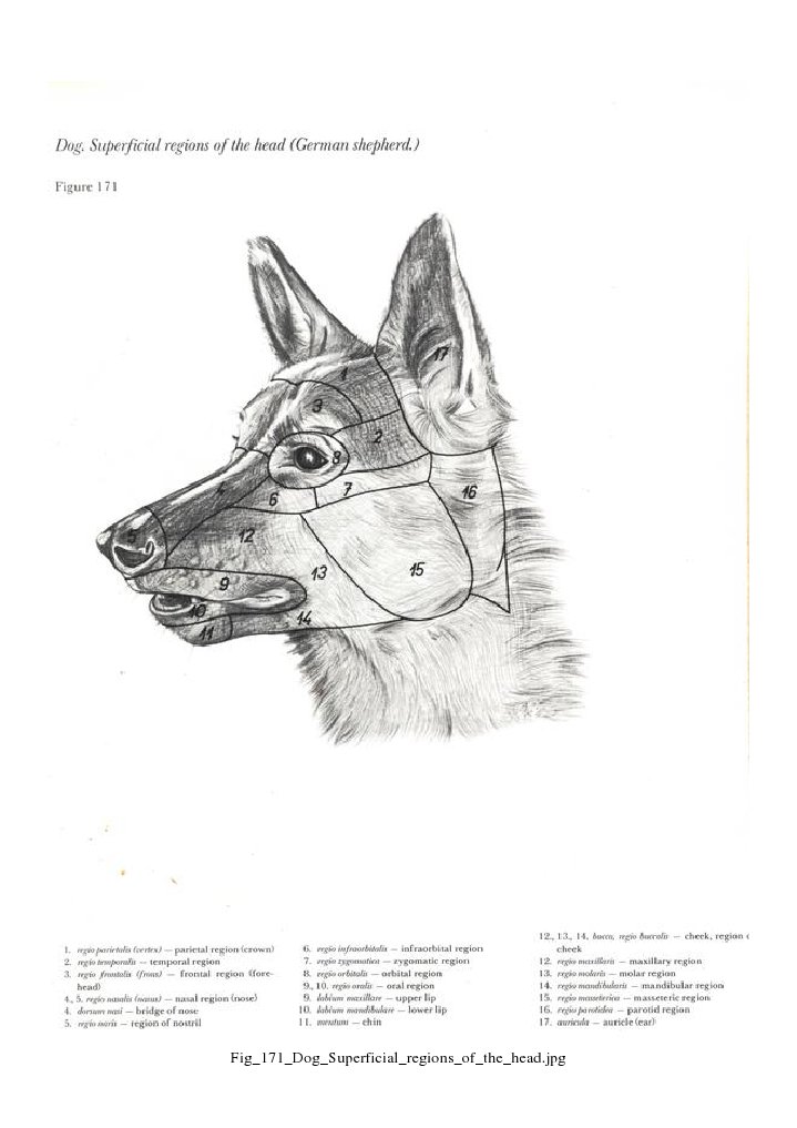 Dog Anatomy Pdf