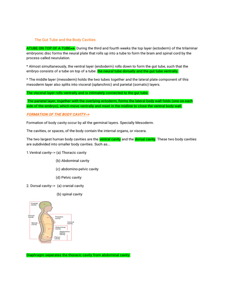 Gut tube and body cavity.. | PDF | Anatomy | Morphology (Biology)