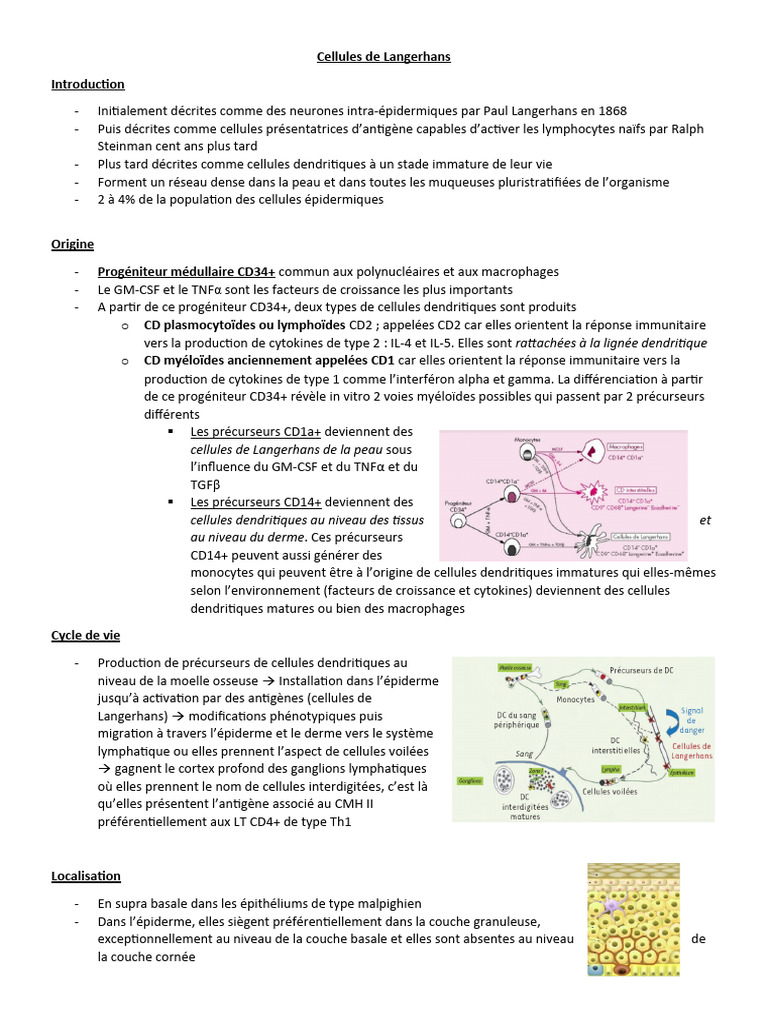 Rôle des cellules de Langerhans dans la peau | PDF | Système ...