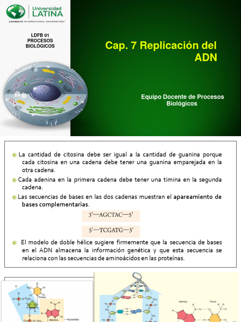 Replicación Del Adn (1) - CHM | PDF | Ciencia y matemáticas
