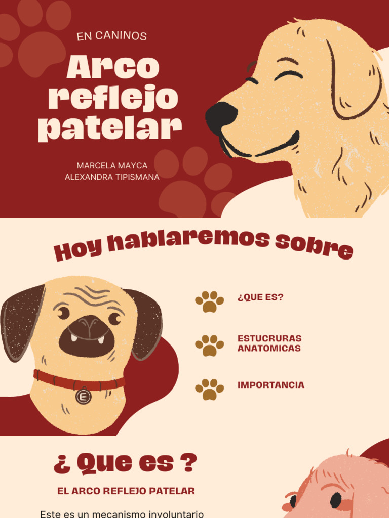 Arco Reflejo Patelar Canino | Descargar gratis PDF | Anatomía humana ...