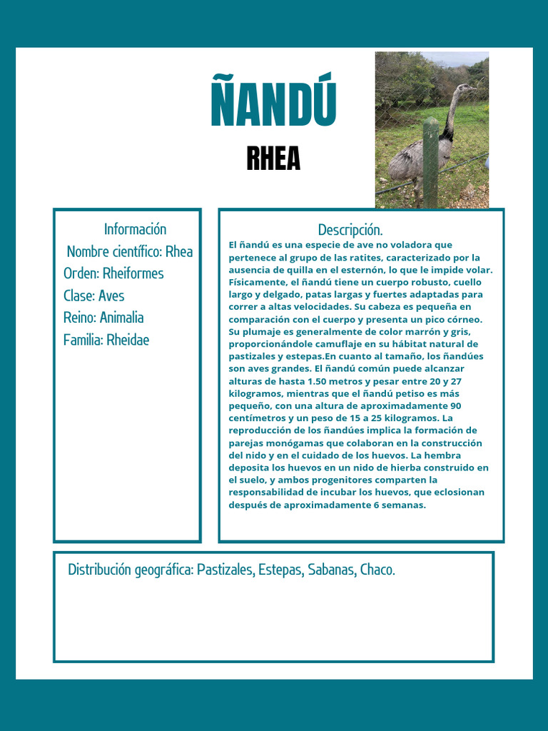 Características del Ñandú | PDF