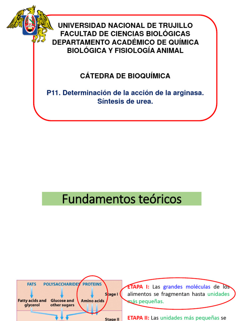 SEM. 11. PRÁCT. 11. Determinación de La Acción de La Arginasa. Síntesis ...
