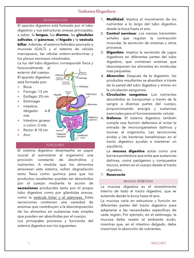 Digestivo Resumen Completo | Descargar gratis PDF | Sistema digestivo ...