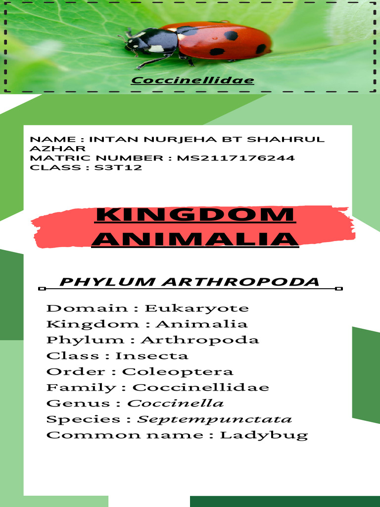 Kingdom Animalia-Phylum Arthropoda | PDF