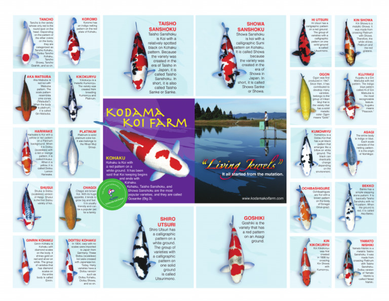 Koi Variety Guide 5 - 4 | PDF