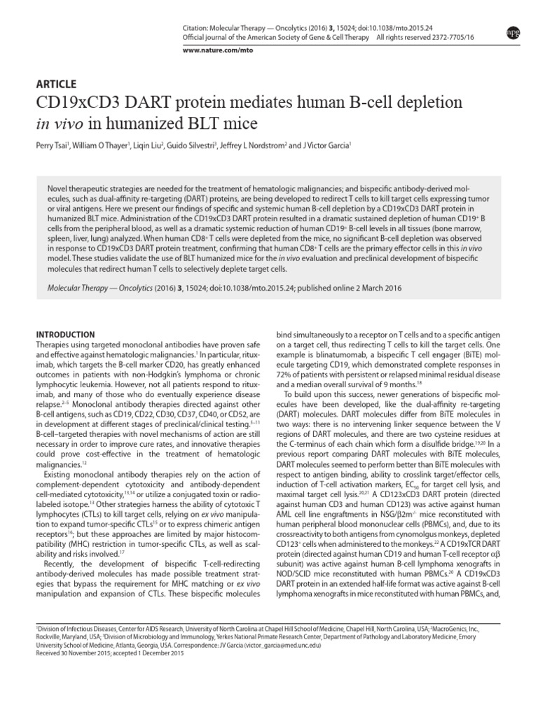 CD19xCD3 DART Protein Mediates Human B Cell Deplet | PDF