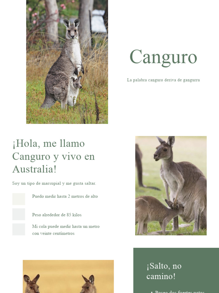 Presentación Final de Los Canguros | PDF