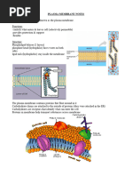 Biology Membranes A-Level OCR Notes | PDF | Cell Membrane | Biotechnology