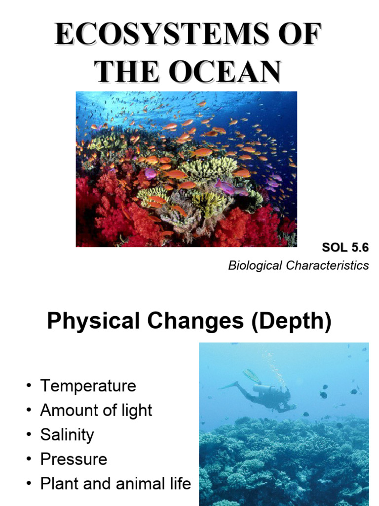 Ecosystems of The Ocean | PDF | Plankton | Oceans