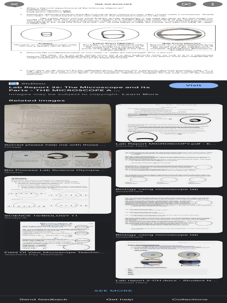 Sketch The Specimen As It Appears Under High Power Magnification in The Space Provided On Your ...
