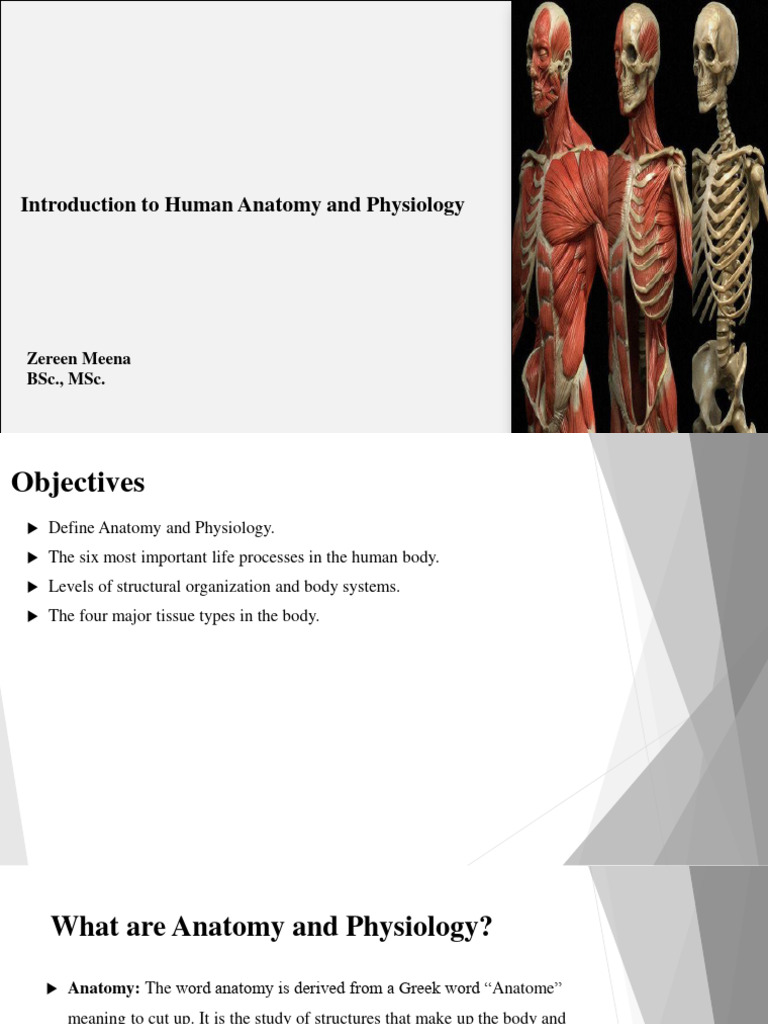 Lecture1. Introduction To Human Anatomy and Physiology | PDF | Tissue ...
