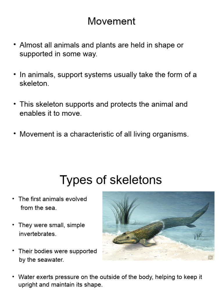 Lesson 1 - Types of Skeletons | PDF | Skeleton | Zoology
