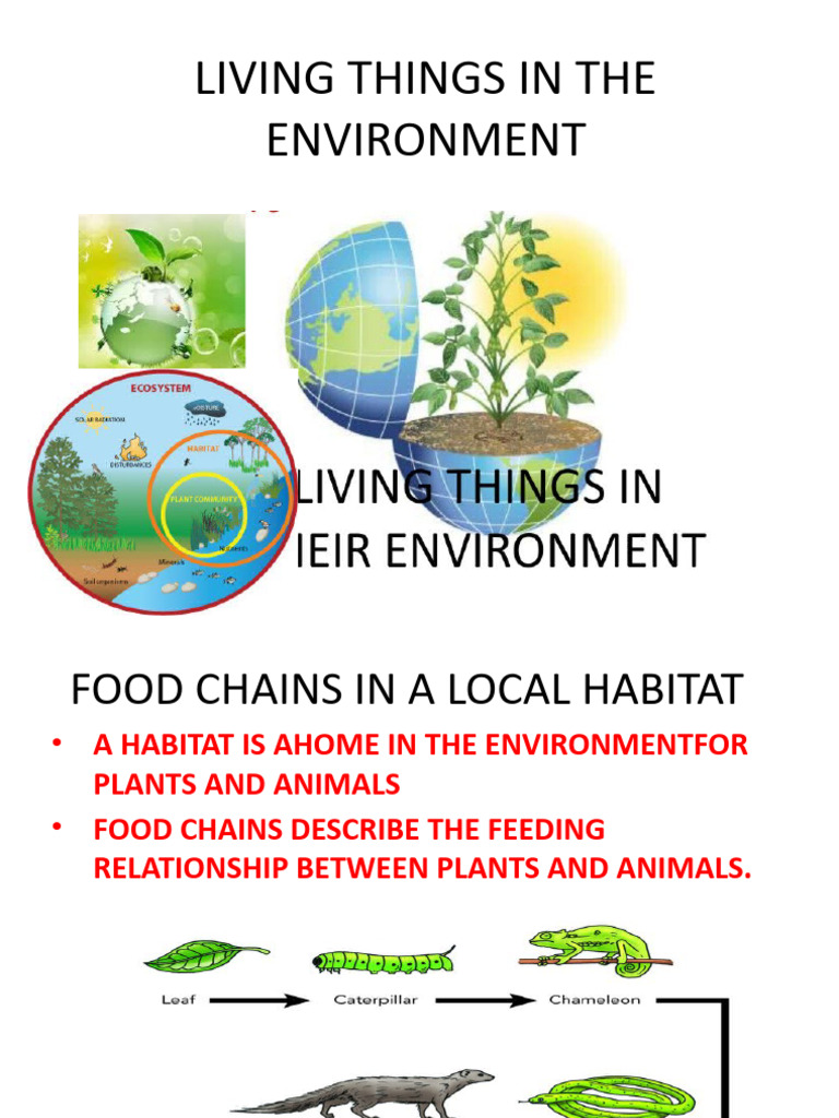 Living Things in The Environment | PDF | Home & Garden