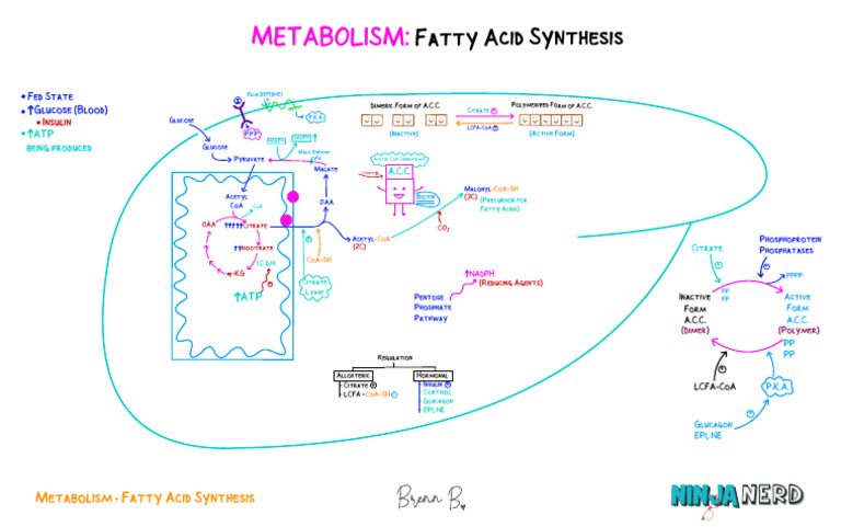 FA Synthesis Part One Illustration Atf | PDF | Nicotinamide Adenine ...