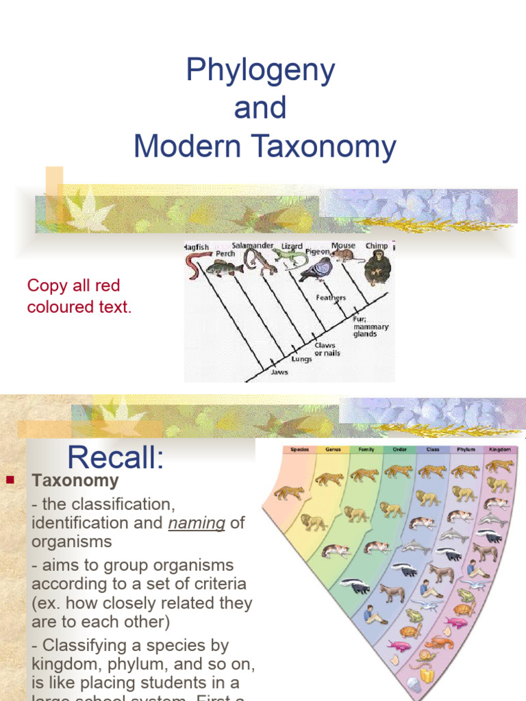Phylogenetic Taxonomy Basics | PDF | Clade | Taxonomy (Biology)