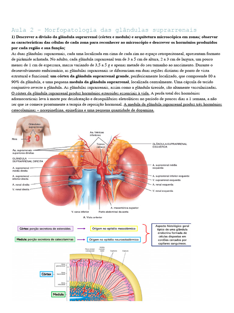 Aula 2 LMF MÓD C - Morfopatologia das glândulas suprarrenais | PDF ...