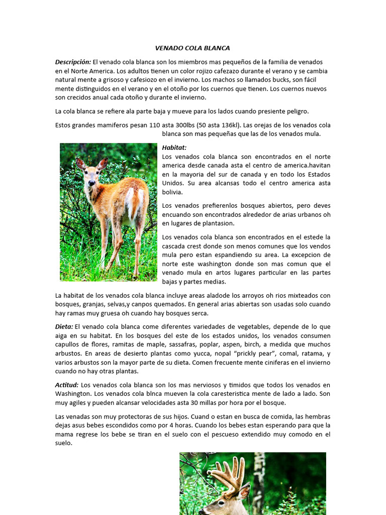 Venado Cola Blanca | PDF