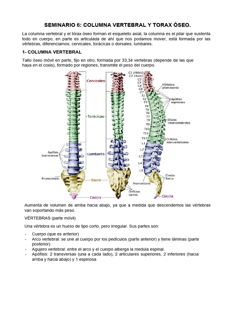 Seminario 6 | PDF | Vértebra | La columna vertebral