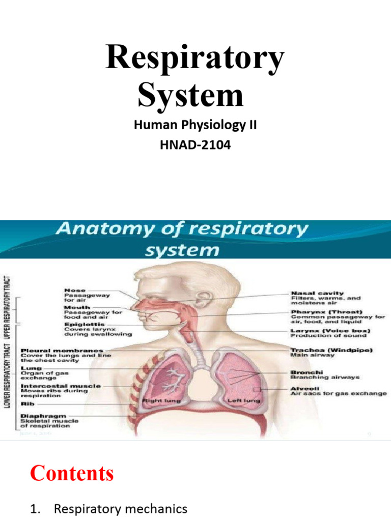 Lec # 1 Respiratory System-Respiratory Mechanics and REspiratory Volume ...