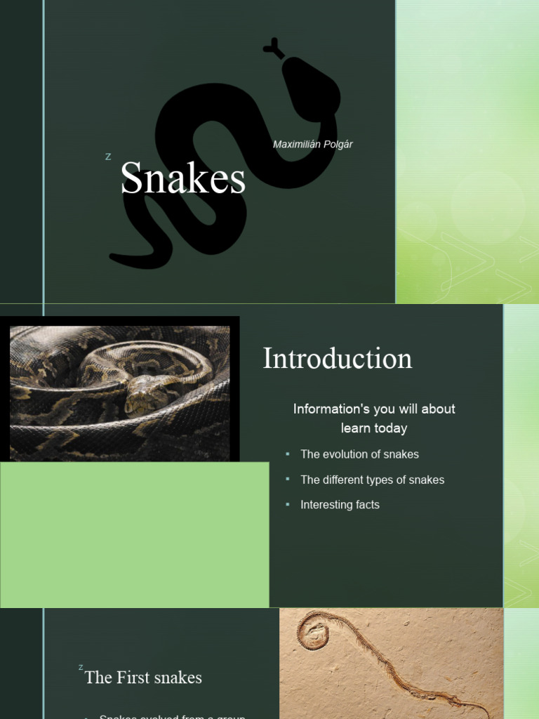 Snakes | PDF | Snake | Squamata