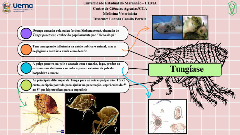 Tungíase: Impactos e Características | PDF