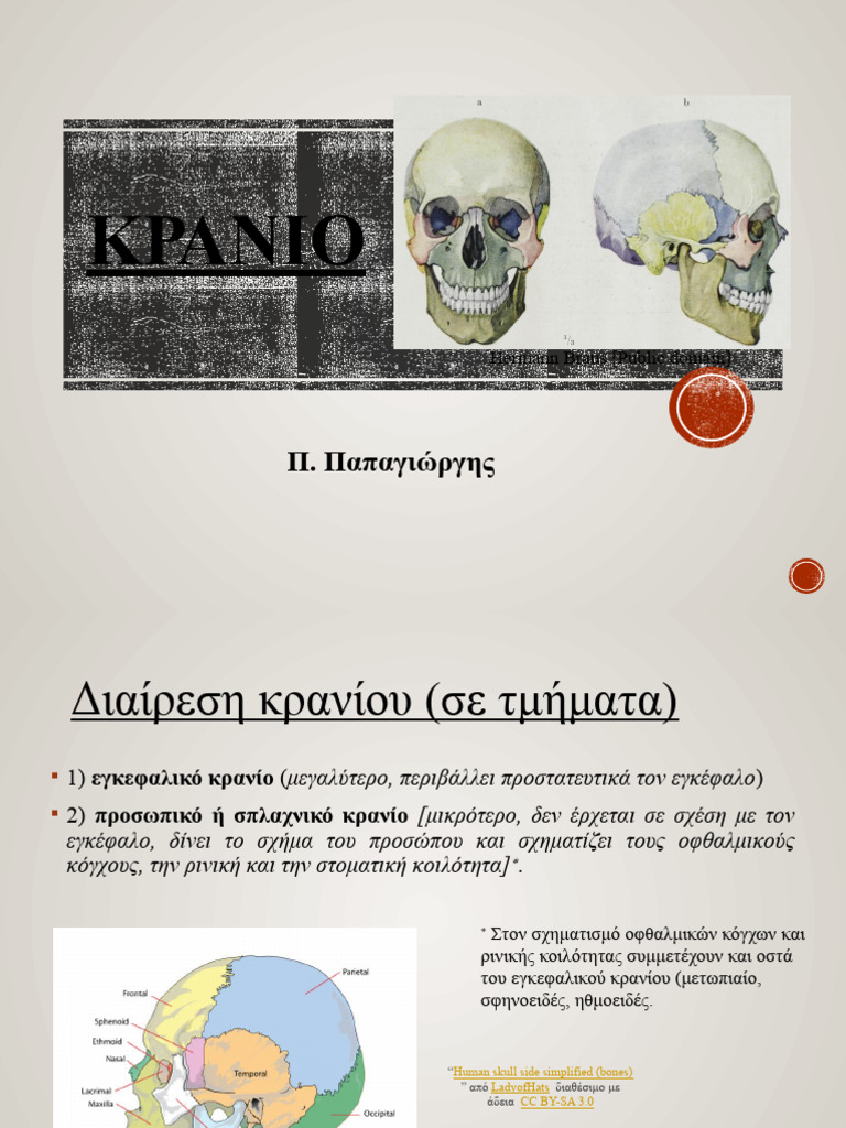 Κρανίο | PDF