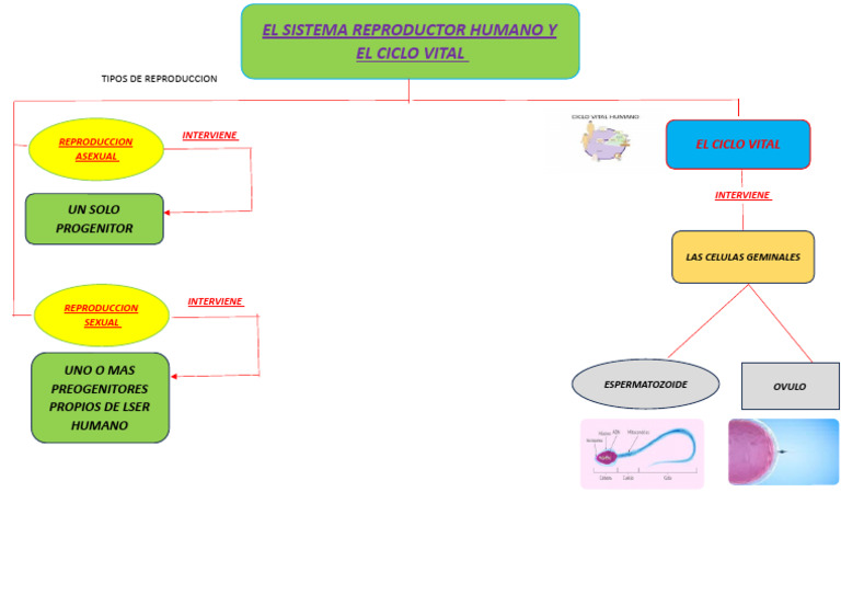 organizador visual SISTEMA REPRODUCTOR HUMANO Y EL CICLO VITAL | PDF