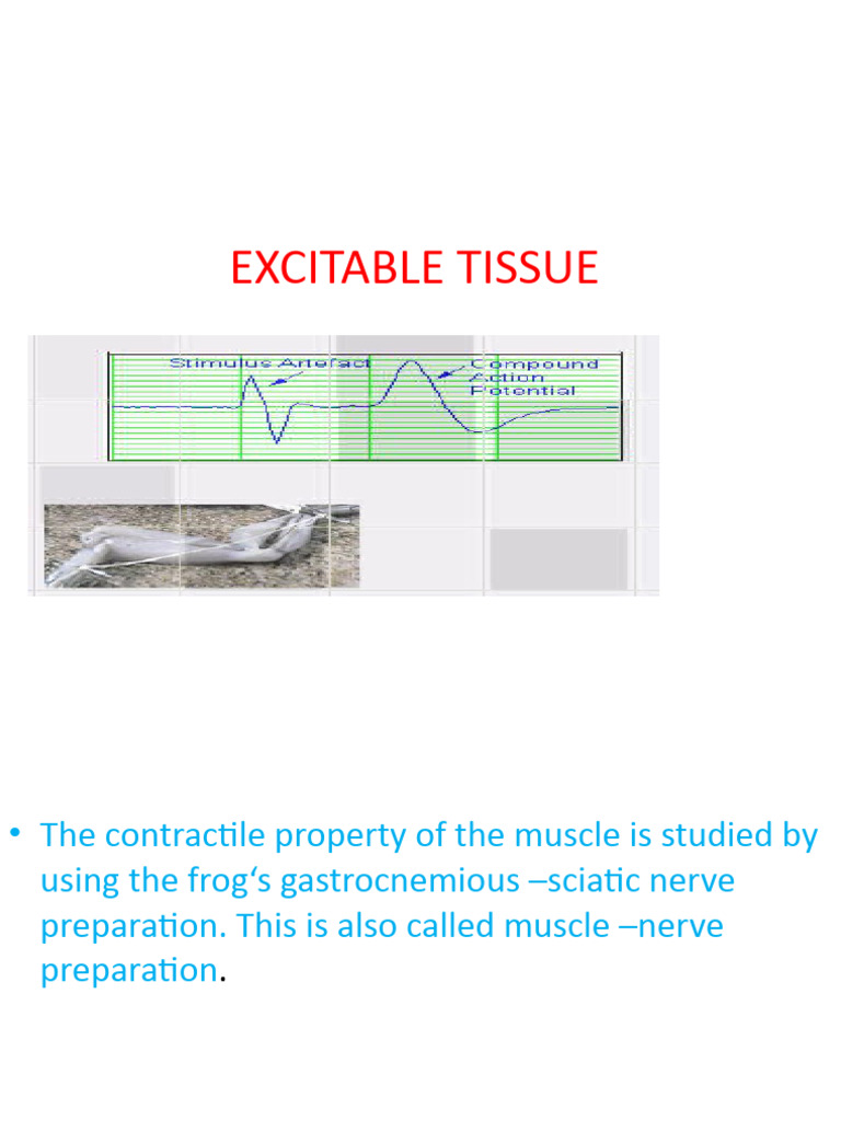 Exitable Tissue | PDF | Muscle Contraction | Stimulus (Physiology)