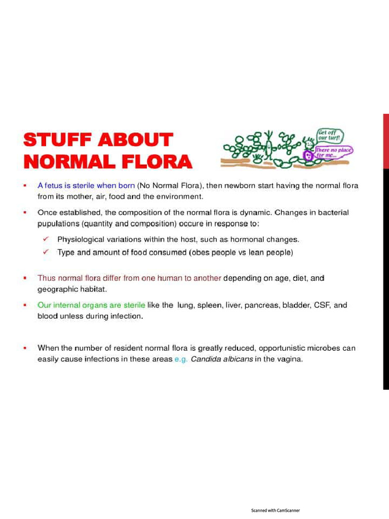 Normal Flora | PDF