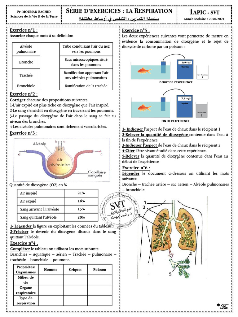 Exercices sur la respiration humaine | PDF | Système respiratoire | Poumon