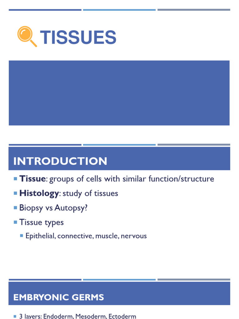 03 - Tissues | PDF | Epithelium | Connective Tissue