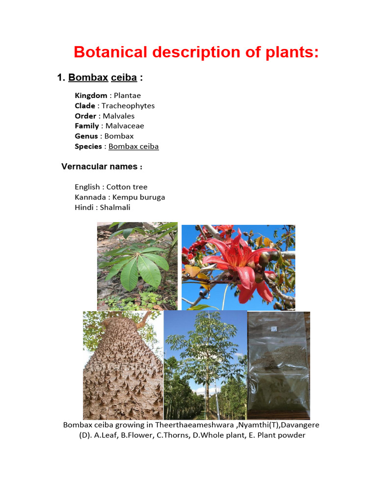 Botanical Descriptions of Key Plants | PDF | Botany | Plants