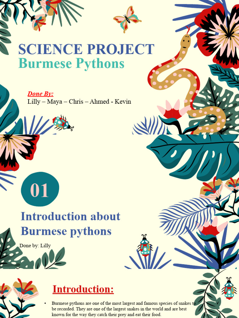 Lilly Maya Chris Kevin Ahmed 8a Burmese Pythons | PDF | Predation | Organisms