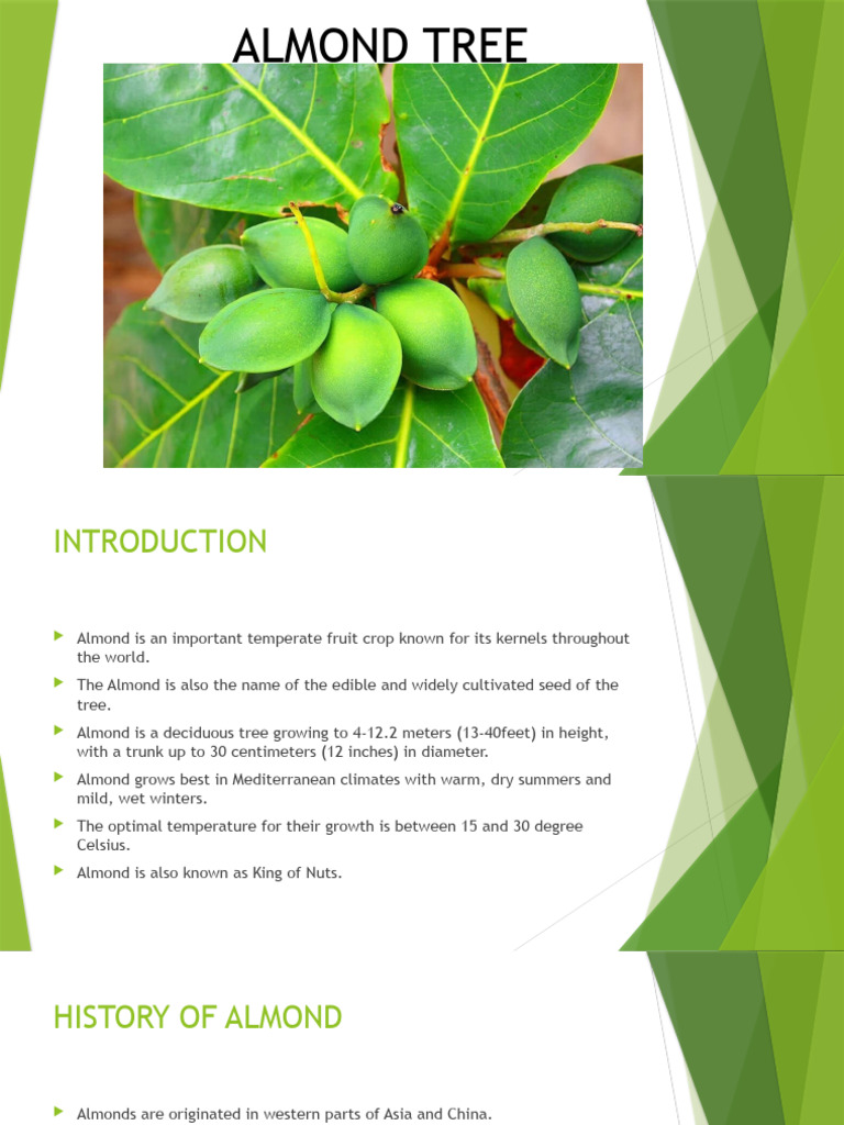 Almond | PDF | Almond | Food Ingredients