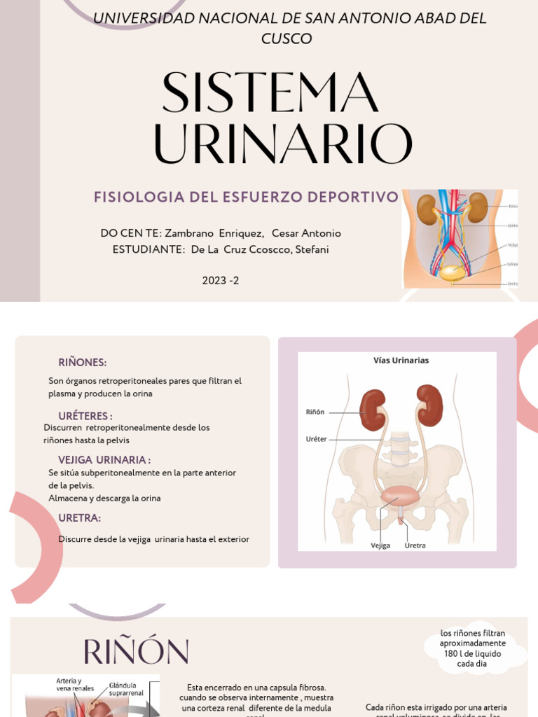 Sistema Urinario | PDF | Riñón | Sistema urinario