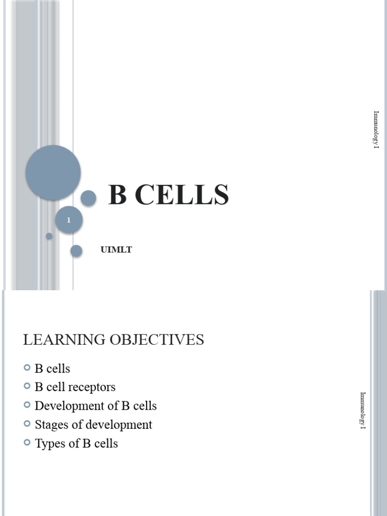 B Cells | PDF