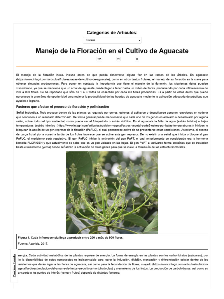 Manejo de La Floración en El Cultivo de Aguacate - Intagri S.C | PDF | Flores | Ramas de la botánica