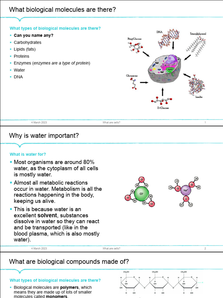 Biological Molecules TE | PDF | Biomolecules | Biology