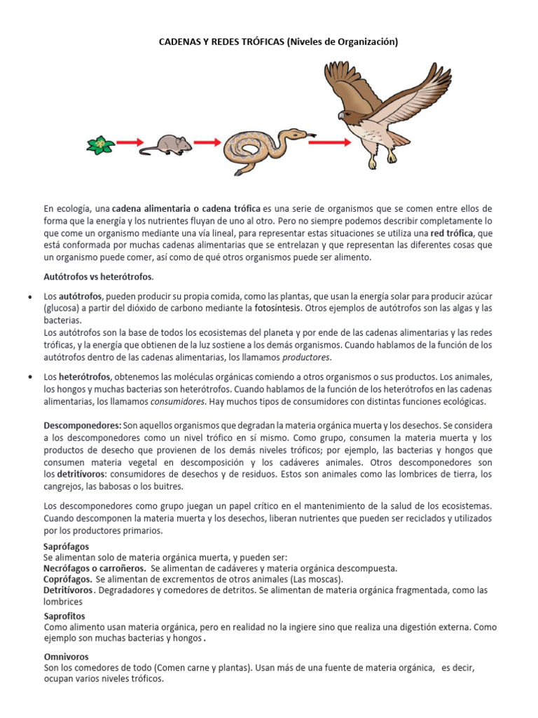 Resumen Cadenas y Redes Tróficas | PDF | Red alimentaria | Ecología