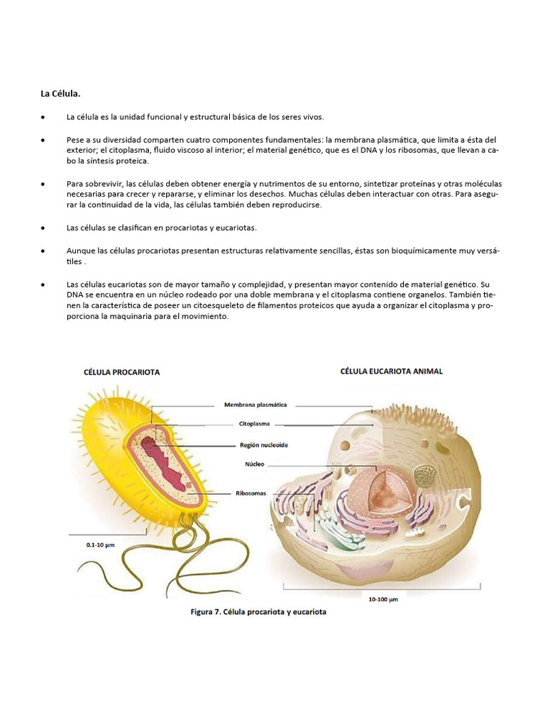 Resumen Celula Procariota y Eucariota | PDF | Biología Celular) | Las bacterias