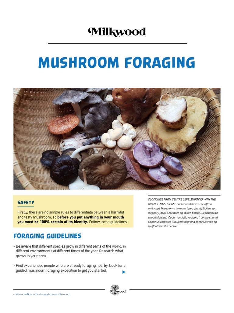 Mushroom Foraging Guide | PDF | Mushroom | Edible Mushroom